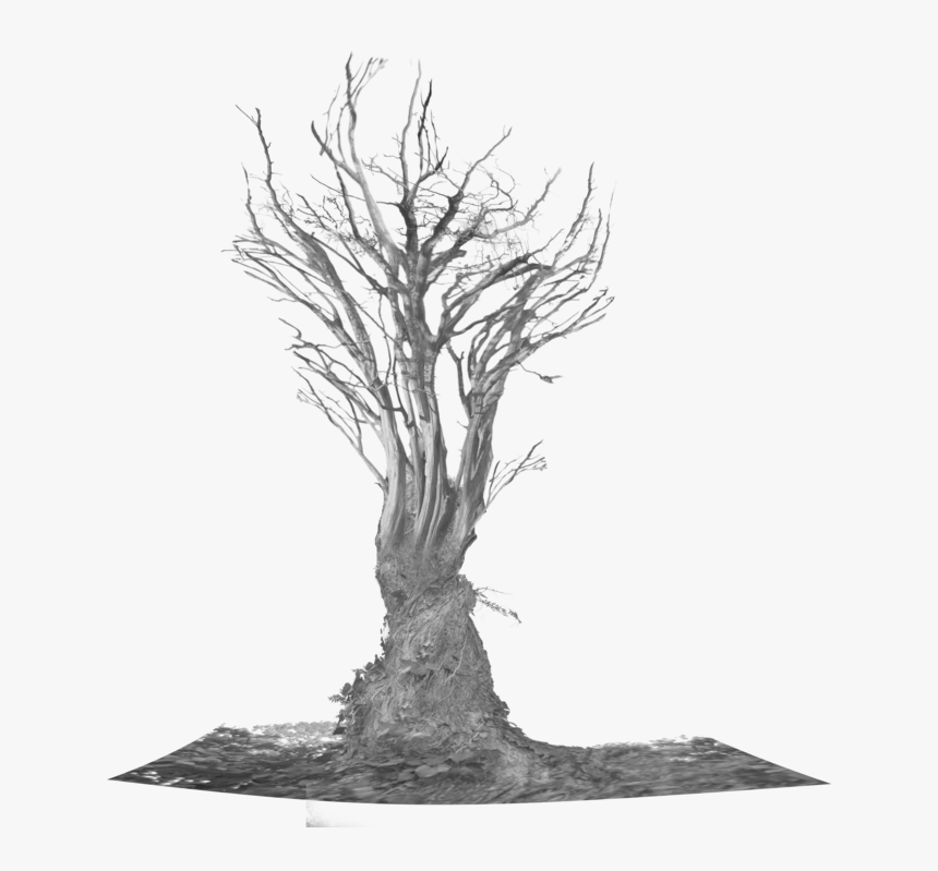 Scary Tree Png - Tree Roots Png, Transparent Png , Transparent Png ...