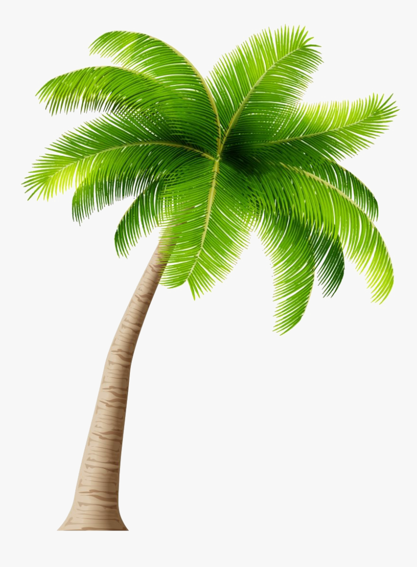 Palm Tree Transparent Background, HD Png Download , Transparent Png ...