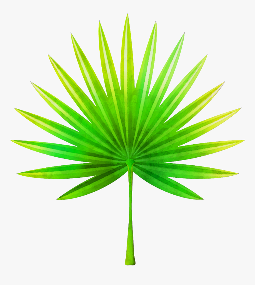 Hand Painted Fan Shaped Leaves Png Transparent - Transparent Background ...