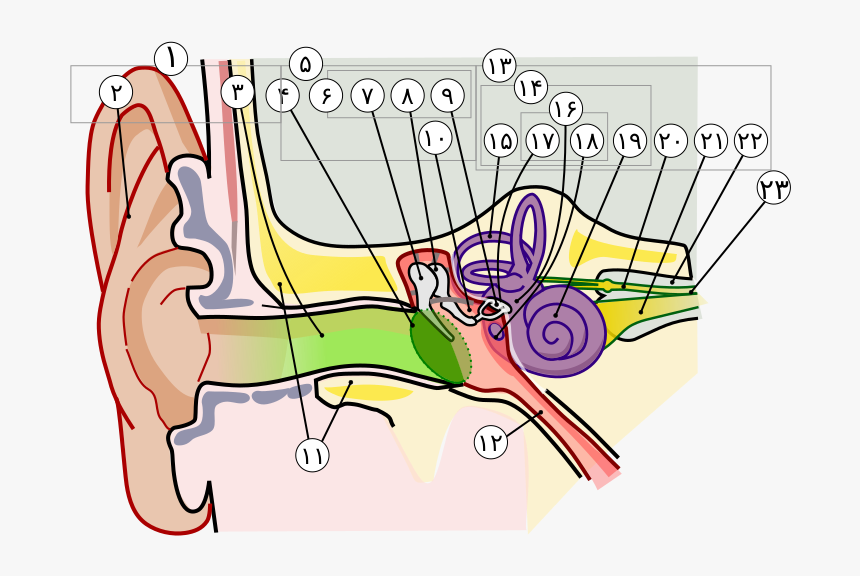 Anatomy Of The Human Ear In Farsi Numbers - Parts Of The Ear Clipart ...