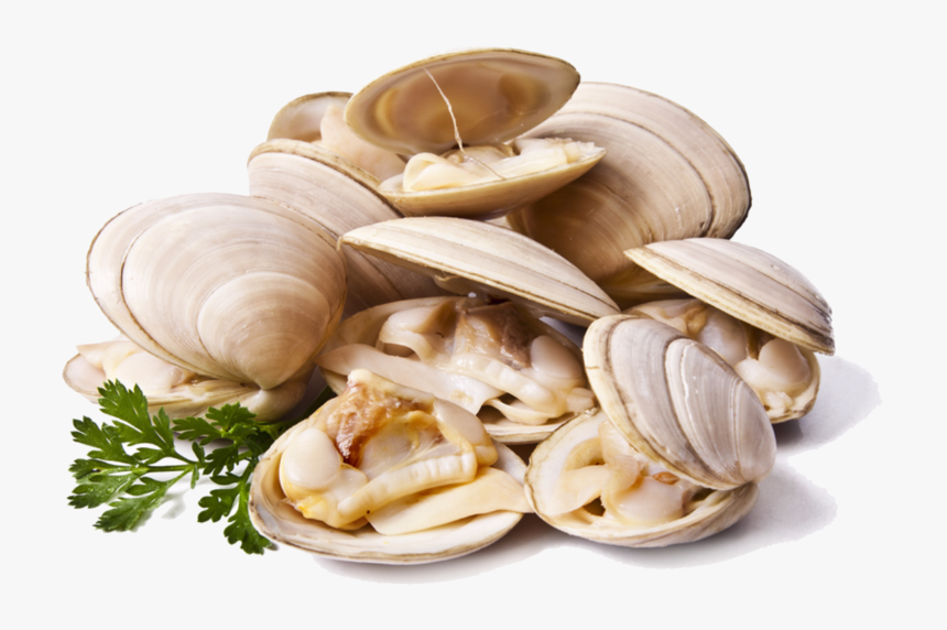 Clams Png File - Clams Png, Transparent Png , Transparent Png Image ...
