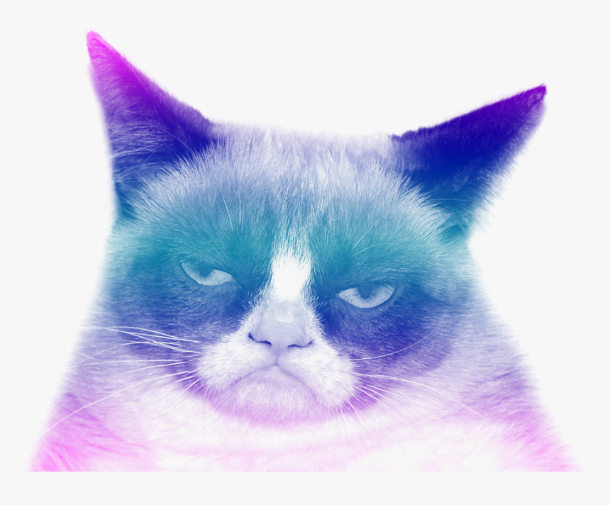 Grumpy Cat - Funny Stop It Memes, HD Png Download , Transparent Png ...