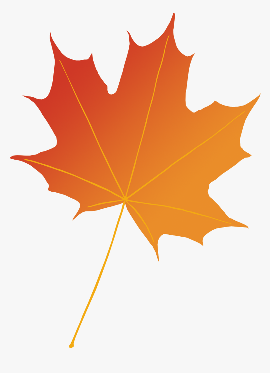 Maple Leaf Photography Illustration Autumn - Maple Leaf, HD Png ...