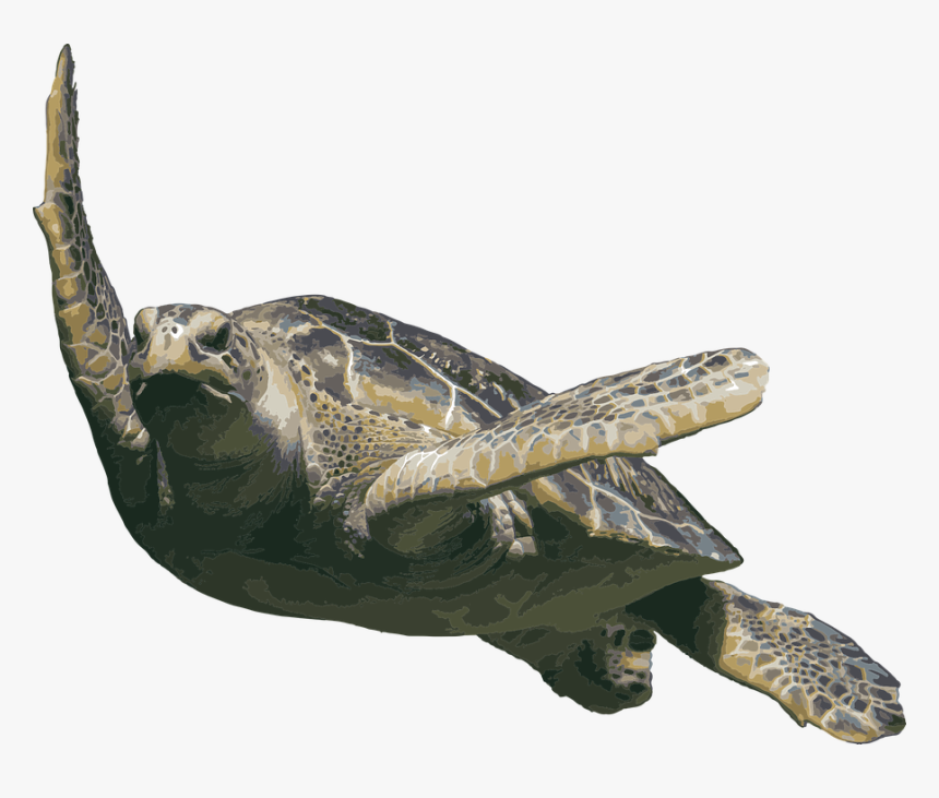 Ocean Life, Sea Life, Turtle, Salt Water - Transparent Ocean Life Png ...