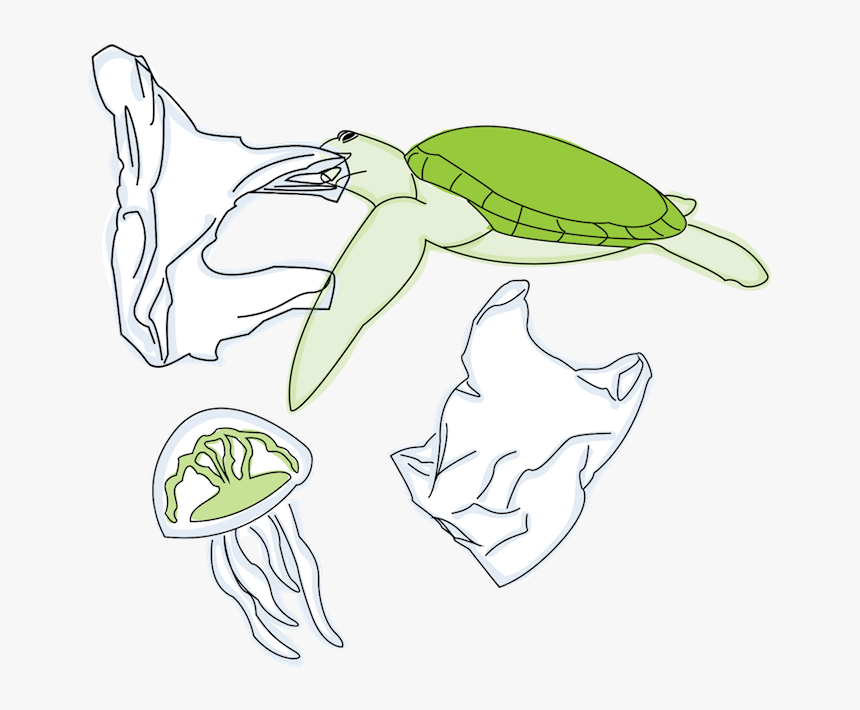 Kemp's Ridley Sea Turtle, HD Png Download , Transparent Png Image - PNGitem