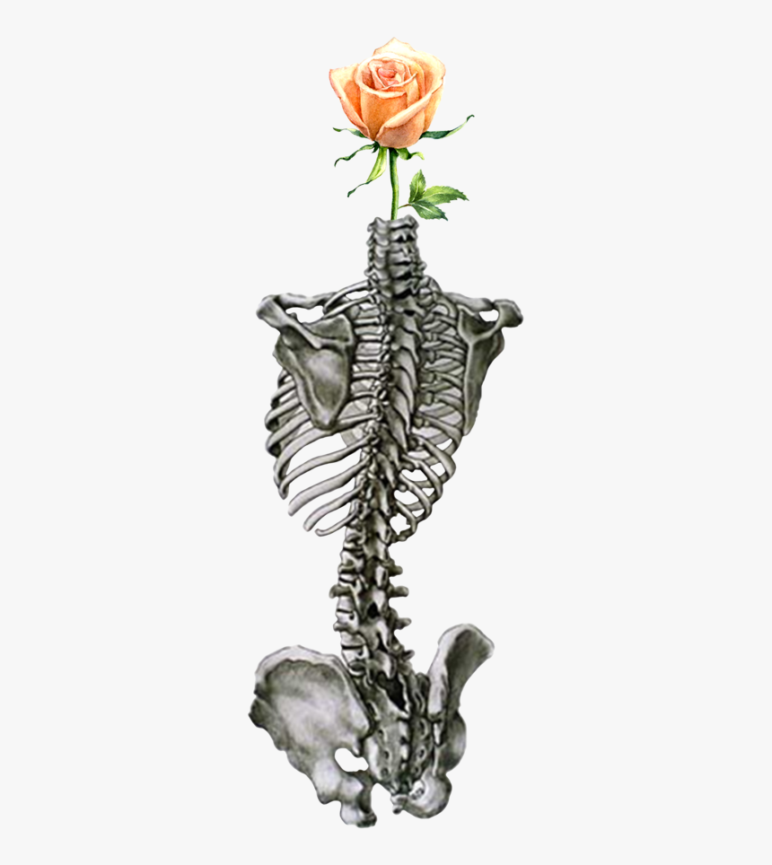 Spin Of Human Body, HD Png Download , Transparent Png Image - PNGitem