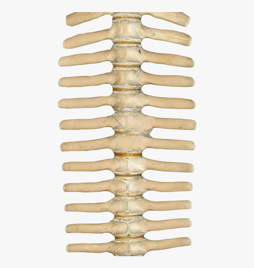 Skeleton Spine Png, Transparent Png , Transparent Png Image - PNGitem
