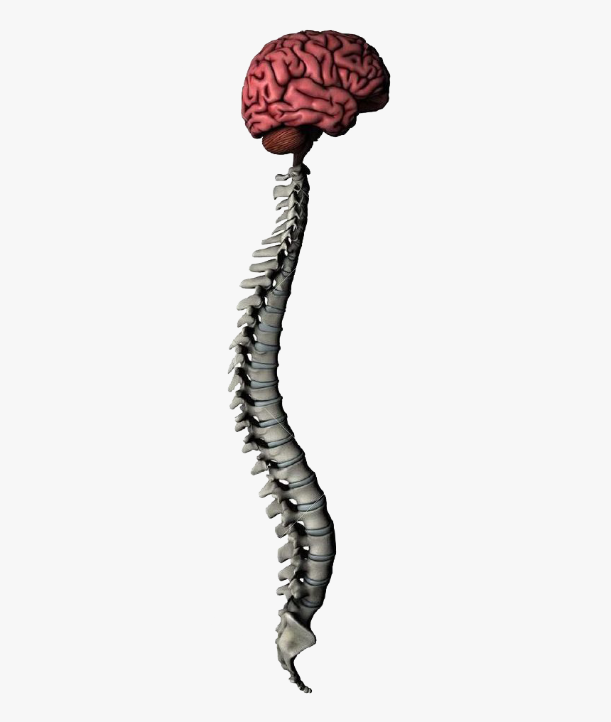 Brain And Spine Png, Transparent Png , Transparent Png Image - PNGitem