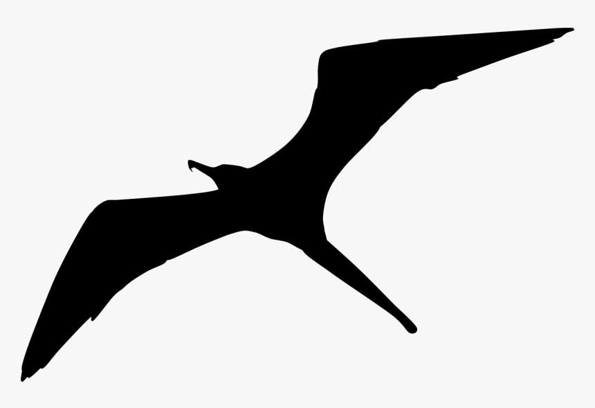 Frigate Bird Drawing