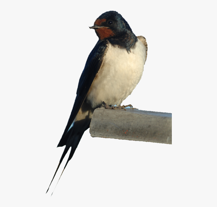 Download Barn Swallow Png Photos - Barn Swallow Bird Png, Transparent ...