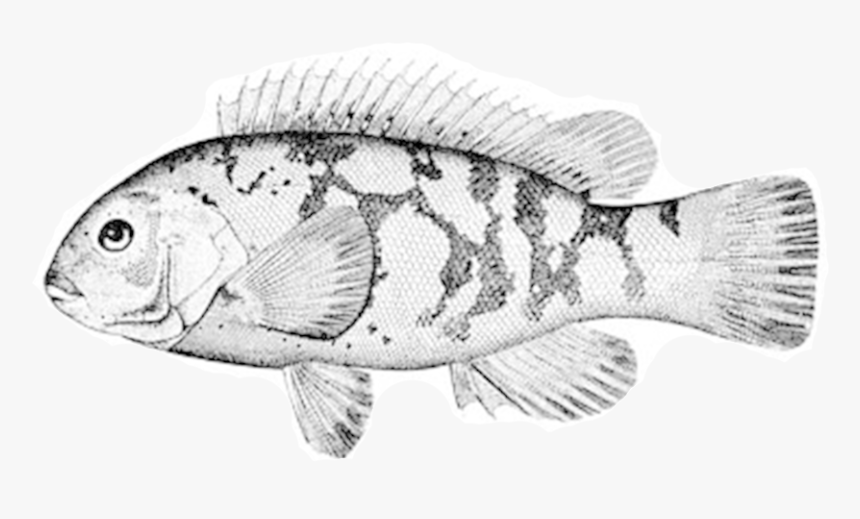 Tautog Outline, HD Png Download , Transparent Png Image - PNGitem