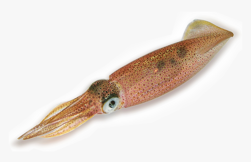 Squid Png Transparent Image - Squid Transparent Background, Png ...