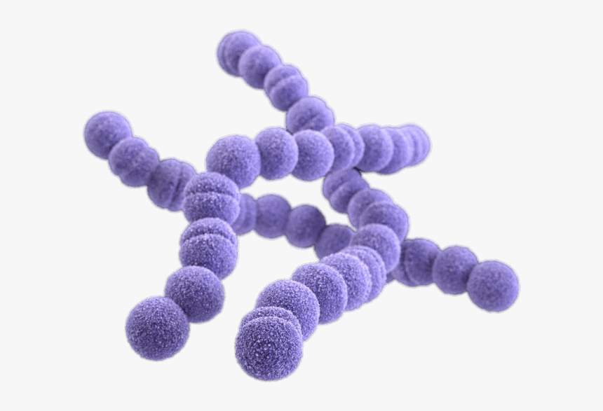 Flesh Eating Bacteria - E Coli Transparent Background, HD Png Download ...