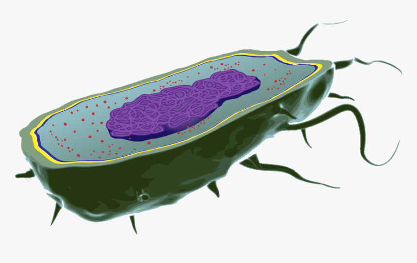 Bacteria Cell Transparent Background, HD Png Download , Transparent Png ...