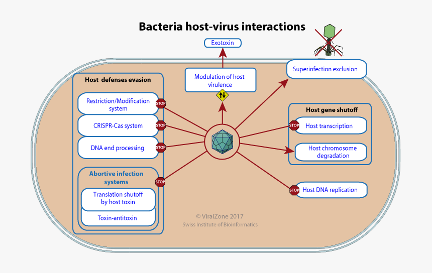 Bacterial Defense Against Viruses, HD Png Download , Transparent Png ...