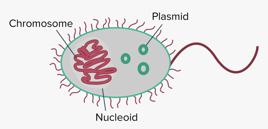 Transparent Bacteria Clipart - Prokaryote Definition Biology, HD Png ...