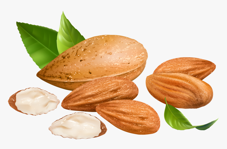 Nut Clipart Badam - Almond Vector, HD Png Download , Transparent Png ...