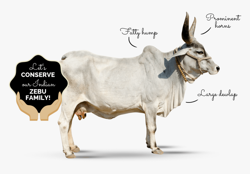 Why-zebu - Indian Zebu, HD Png Download , Transparent Png Image - PNGitem