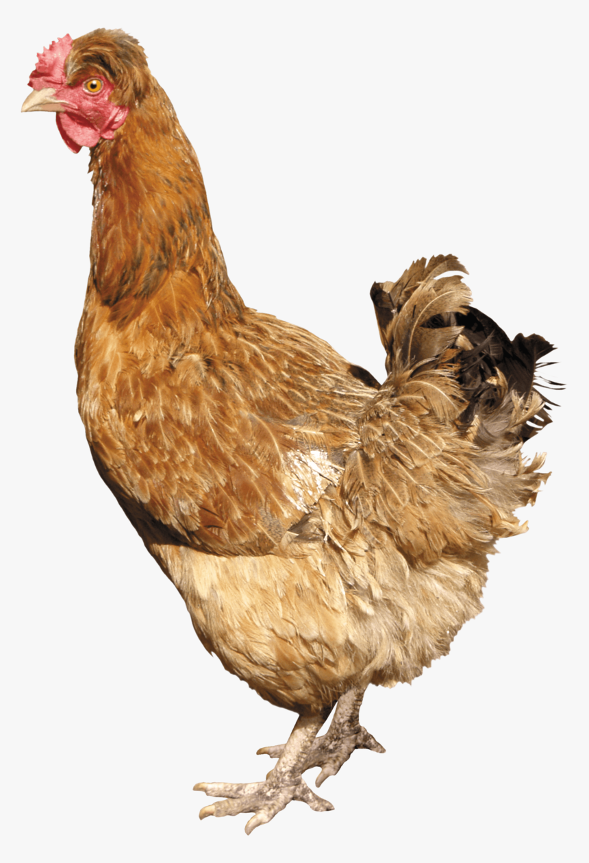 Chicken Png Image - Chicken .png, Transparent Png , Transparent Png ...