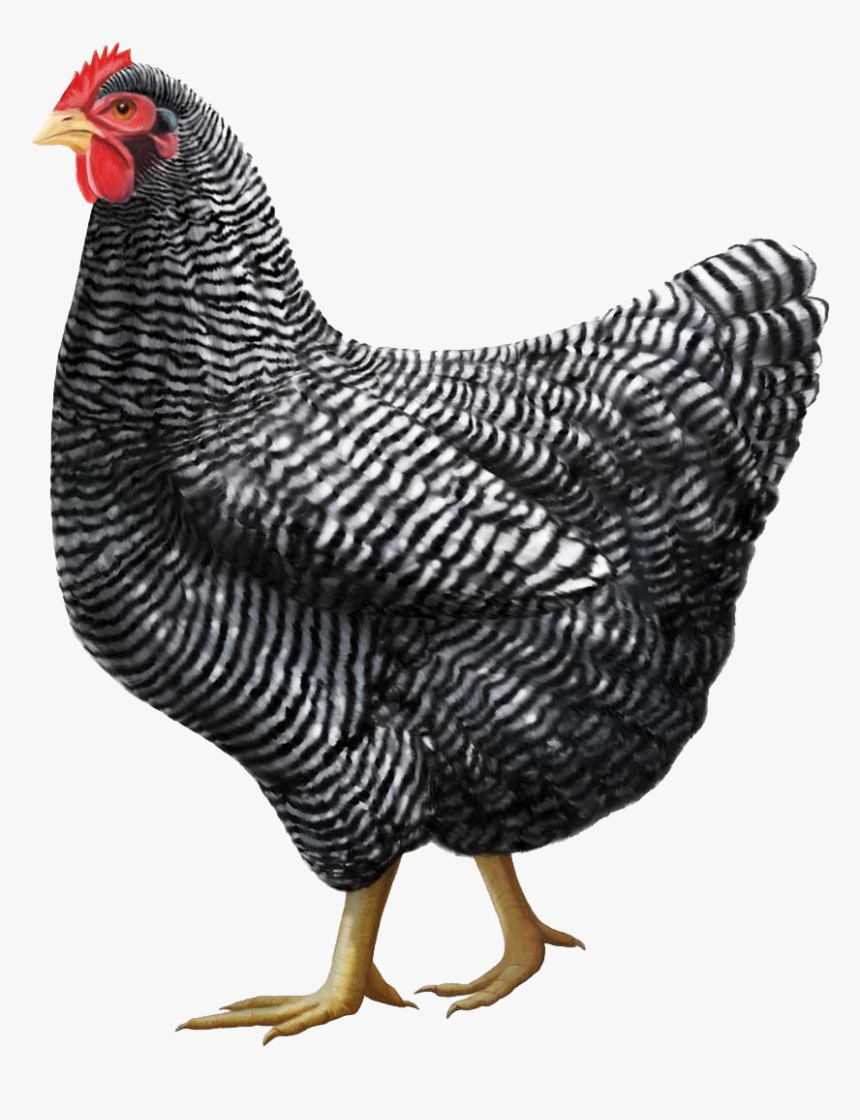 Gray Chicken Png Image - Chickens Png, Transparent Png , Transparent ...