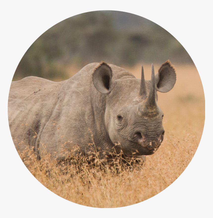 Black Rhinoceros, HD Png Download , Transparent Png Image - PNGitem
