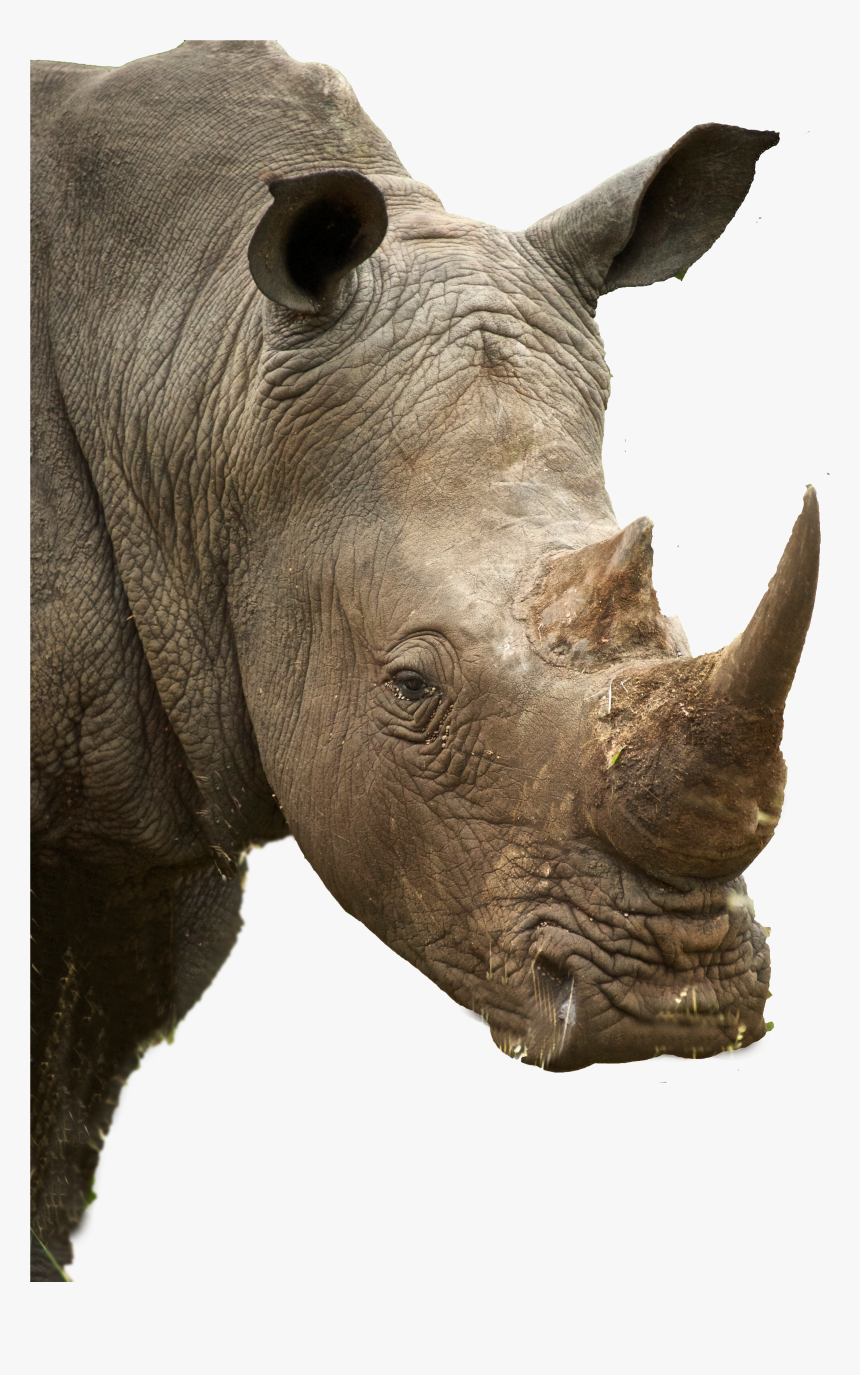 Rhino Profile, HD Png Download , Transparent Png Image - PNGitem