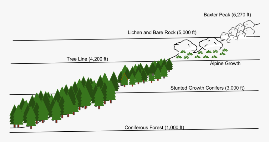 Treeline Vegetation Diagram, HD Png Download , Transparent Png Image ...