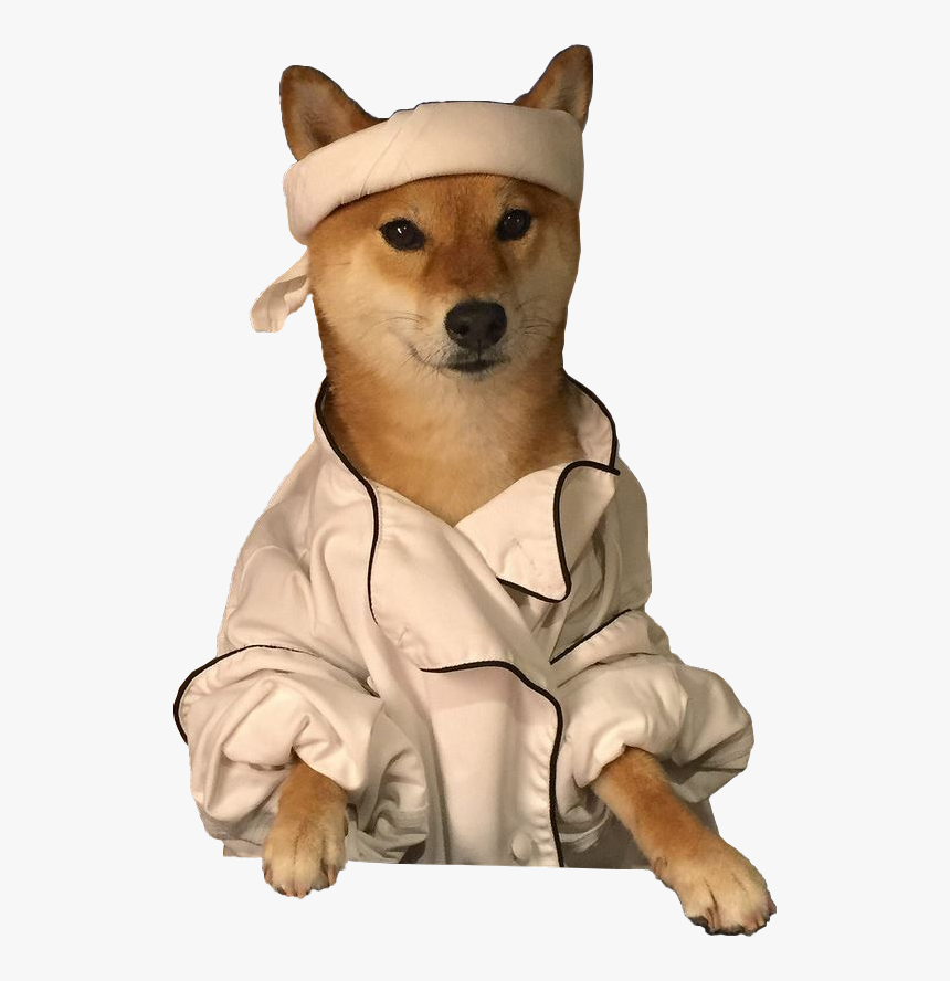 Shibe Transparent Background