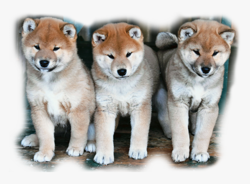 Transparent Shiba Inu Png - Dog Yawns, Png Download , Transparent Png ...