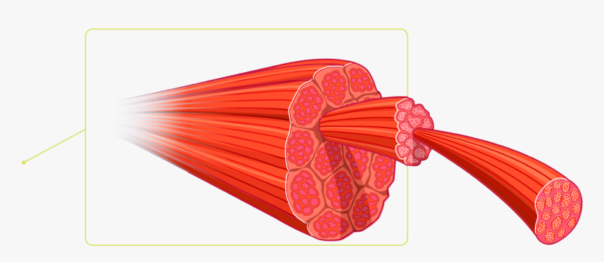 Muscle Free Png Image - Skeletal Muscle Png, Transparent Png ...