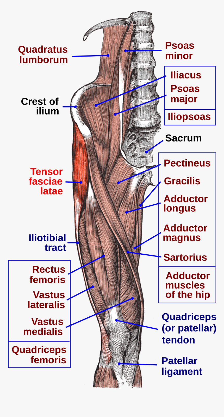 Tensor Fasciae Latae Muscle, HD Png Download , Transparent Png Image ...