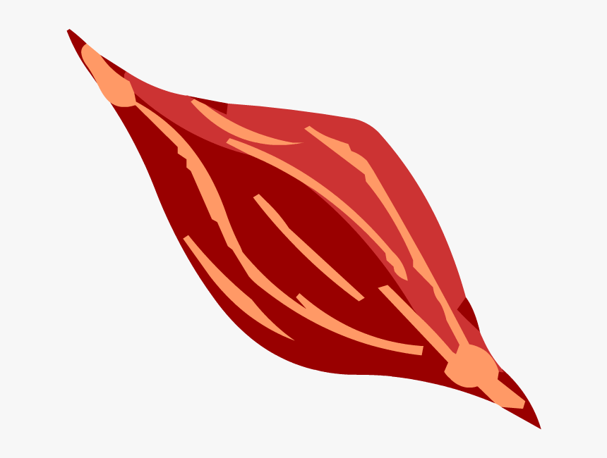 Transparent Muscle Icon Png - Transparent Muscle Cell Png, Png Download ...