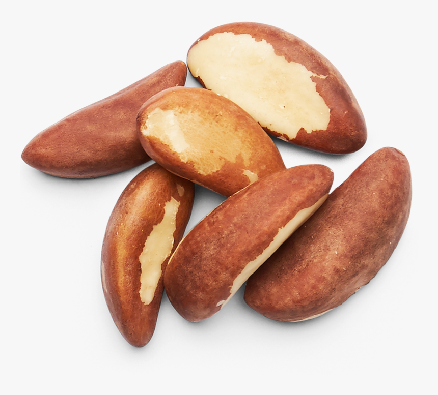 Brazil Nut Transparent Background, HD Png Download , Transparent Png ...