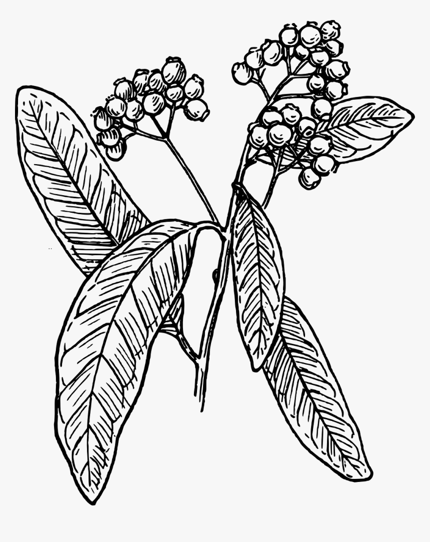 Coffee Tree Vector Png, Transparent Png , Transparent Png Image - PNGitem