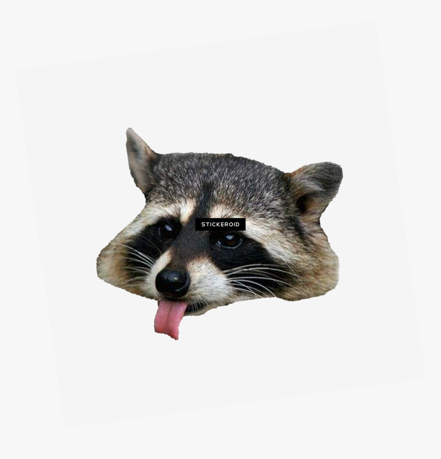 Raccoon Png, Transparent Png , Transparent Png Image - PNGitem