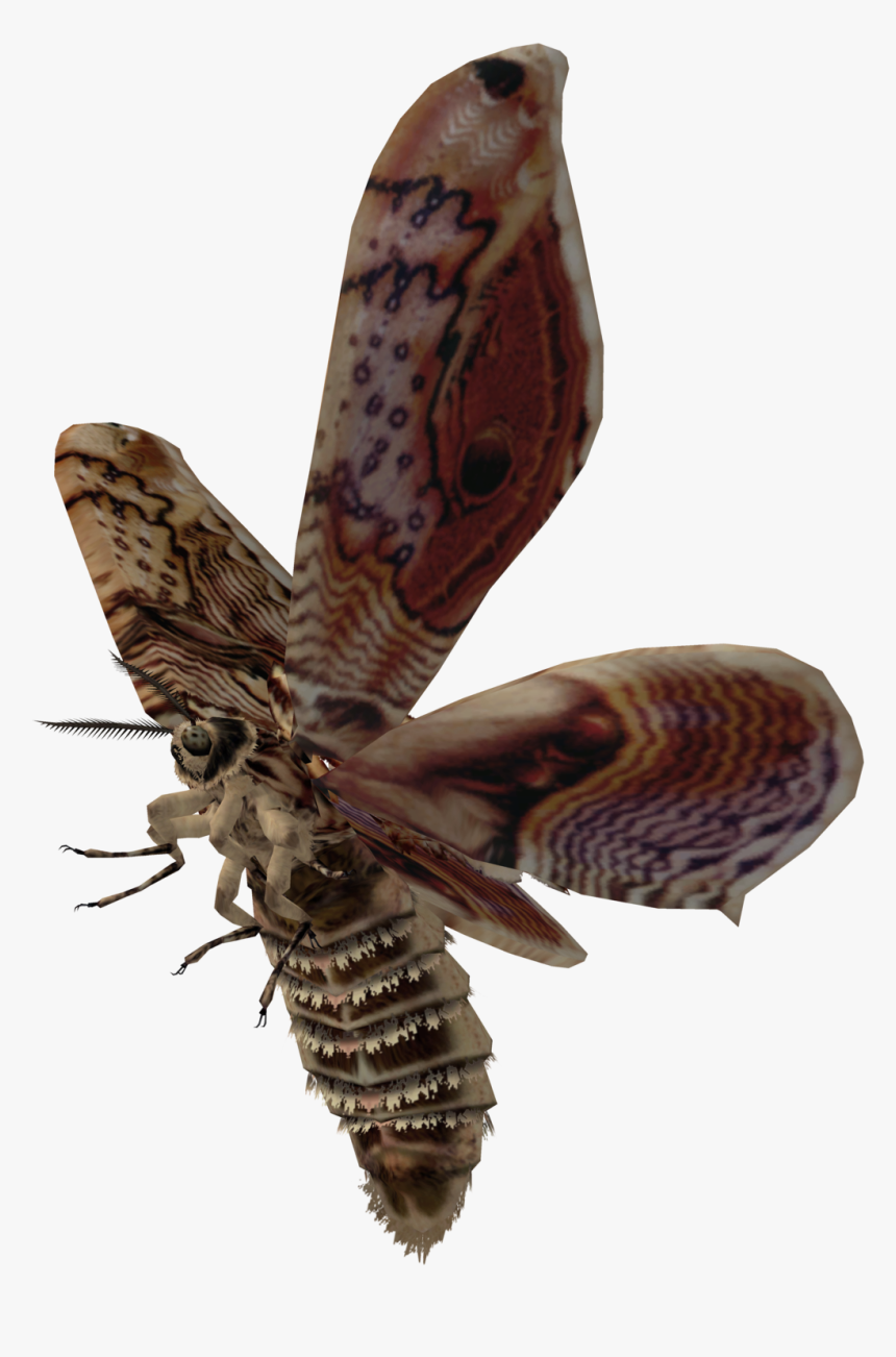 Moth Transparent Background - Flying Moth Transparent Background, HD ...