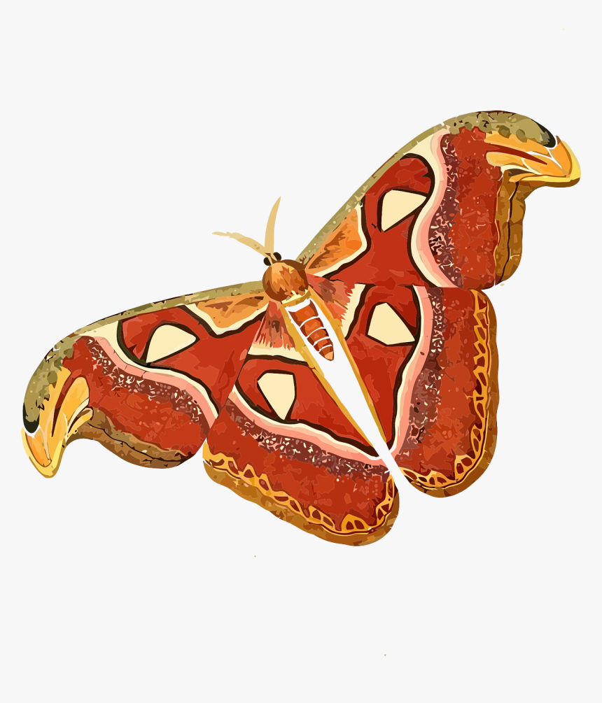 Attacus Atlas Png, Transparent Png , Transparent Png Image - PNGitem