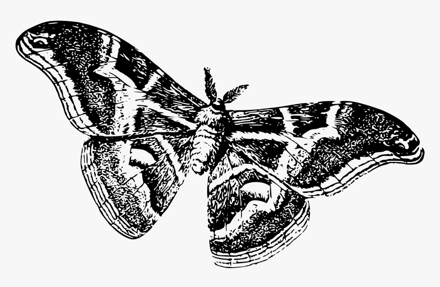 Moths Black And White, HD Png Download , Transparent Png Image - PNGitem