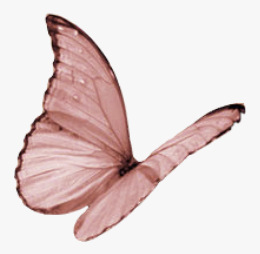 Butterfly Wing Moth Fly - Butterfly Clipart Pink Flying, HD Png ...
