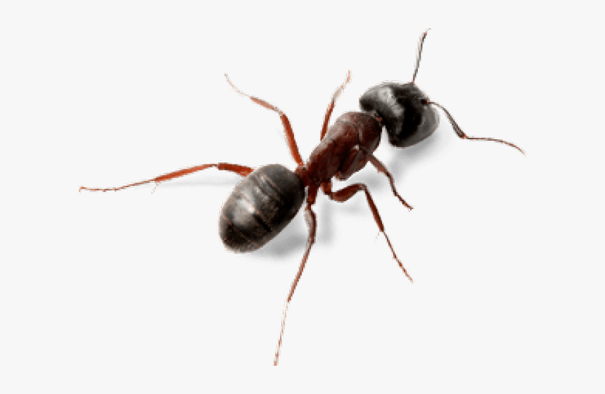 Ant Insect, HD Png Download , Transparent Png Image - PNGitem