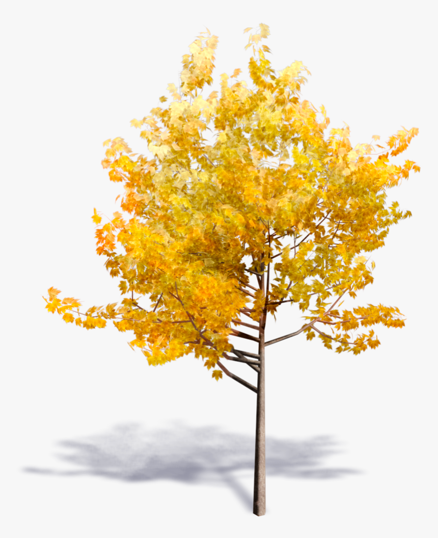 Generic Autumn Tree - Bim Object Tree For Revit, HD Png Download ...