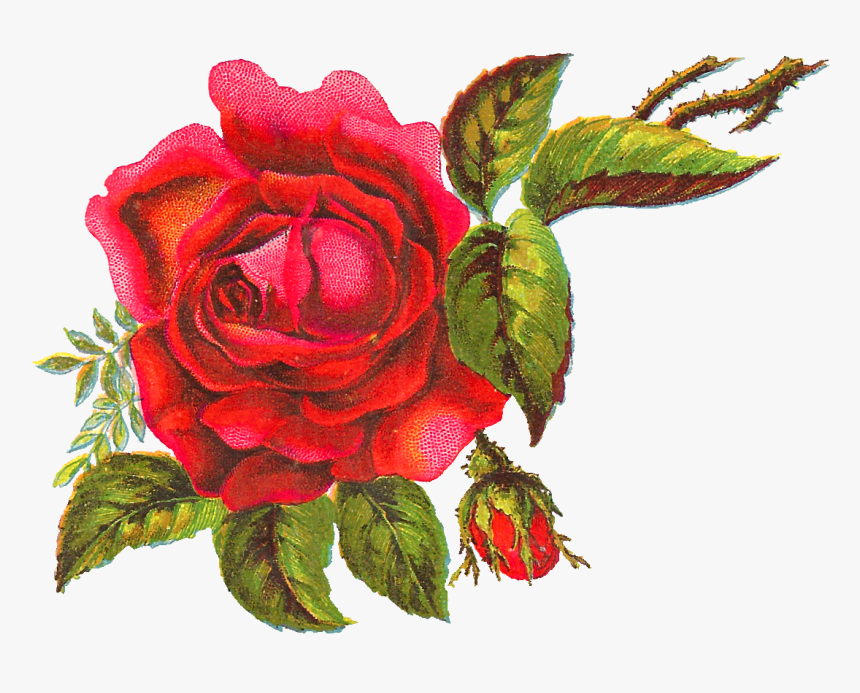 Red Rose Art Png, Transparent Png , Transparent Png Image - PNGitem