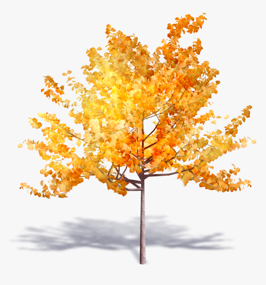 Transparent Deciduous Tree Png - Autumn Trees Png Transparent, Png ...