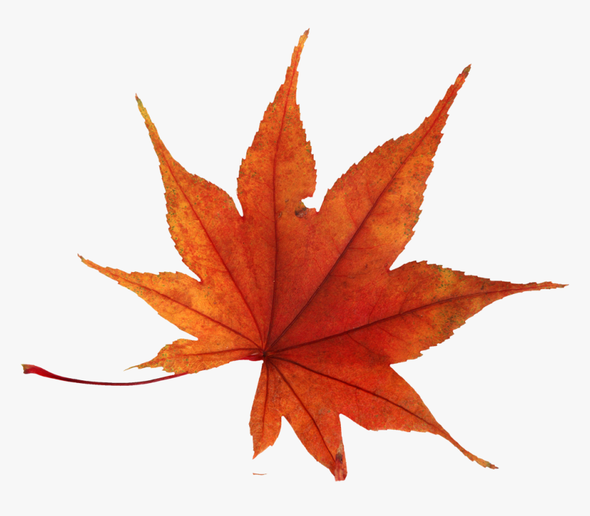 Fall Leaf Png