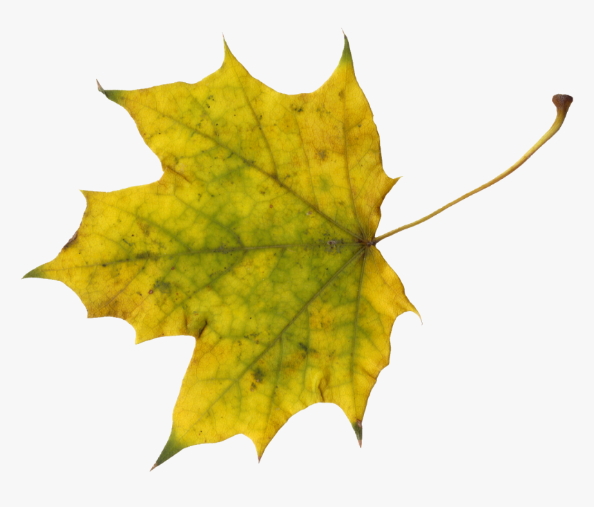 Maple Leaf - Sugar Maple Leave Clip Art, HD Png Download , Transparent ...