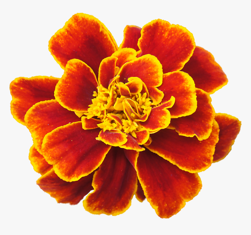 Cempasuchil Flower Drawing | Best Flower Site