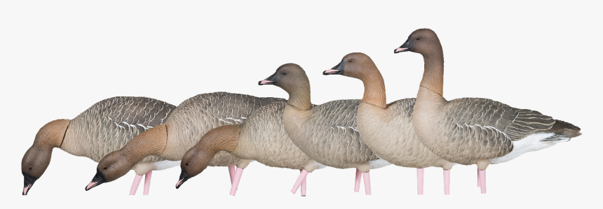 Transparent Goose Head Png - Mallard, Png Download , Transparent Png ...