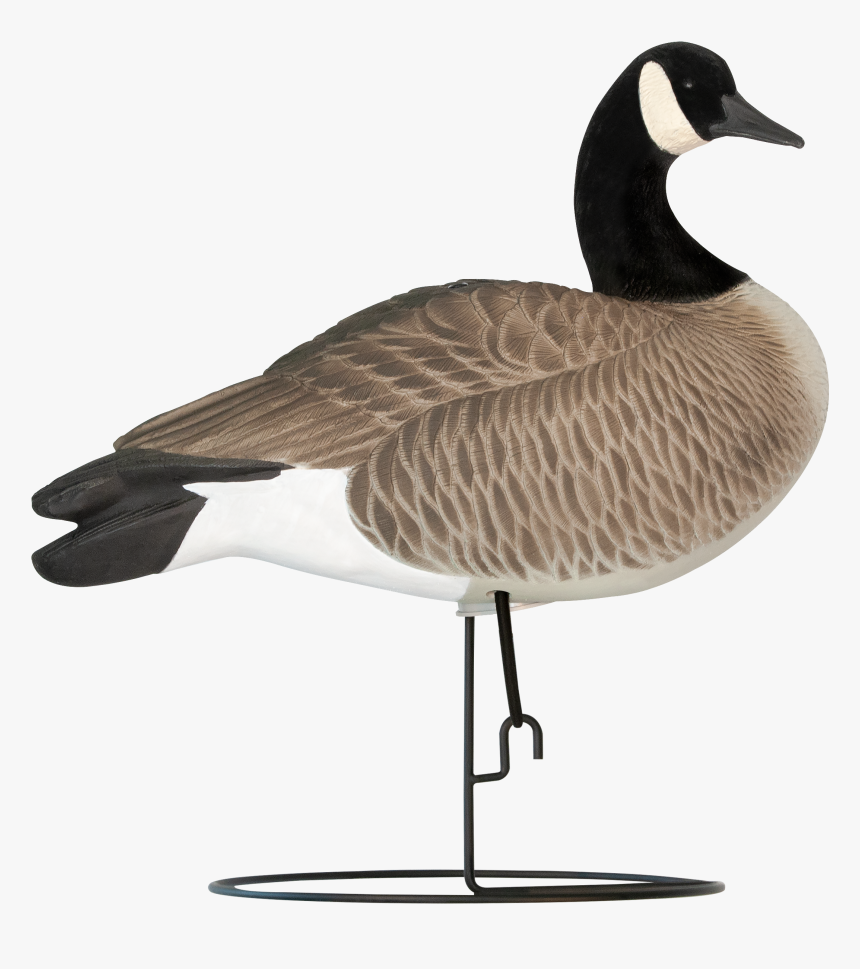 Transparent Goose Head Png - Canada Goose, Png Download , Transparent ...