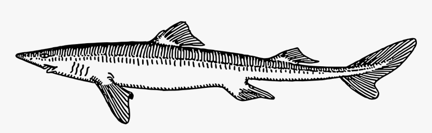 Transparent Fish Scales Png - Cat Shark Vs Dogfish, Png Download ...