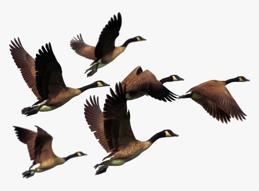 Clipart Goose